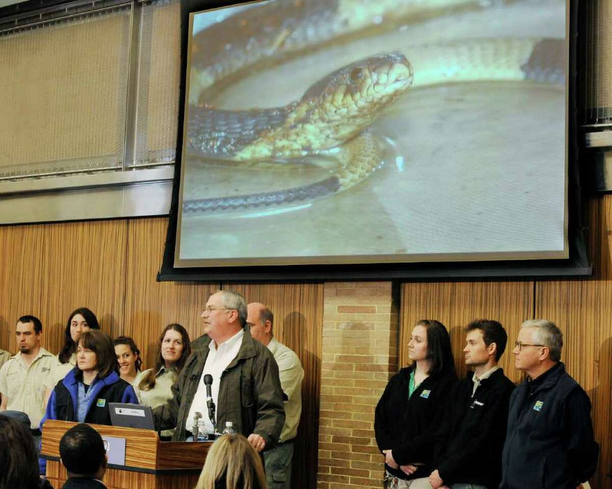Cobra discovered in dark corner at zoo