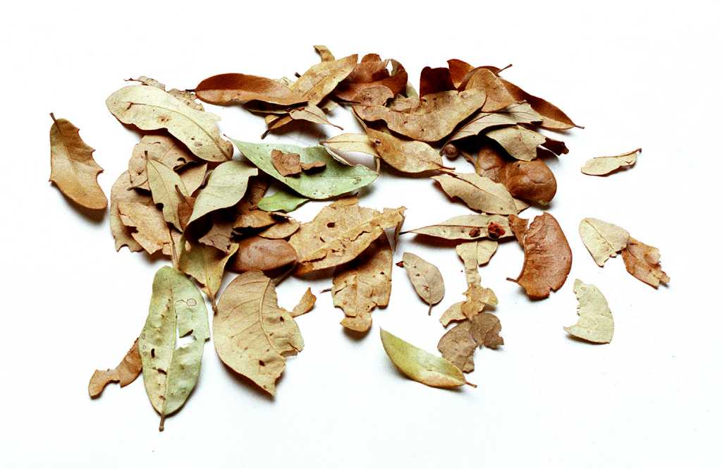 Make good use of live oak leaves