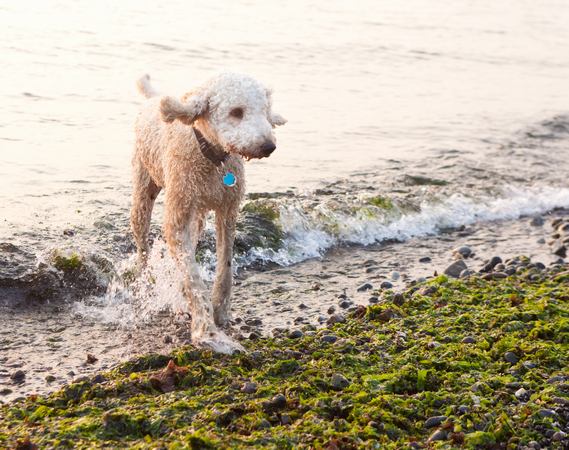 Which are Seattle's top dogs?