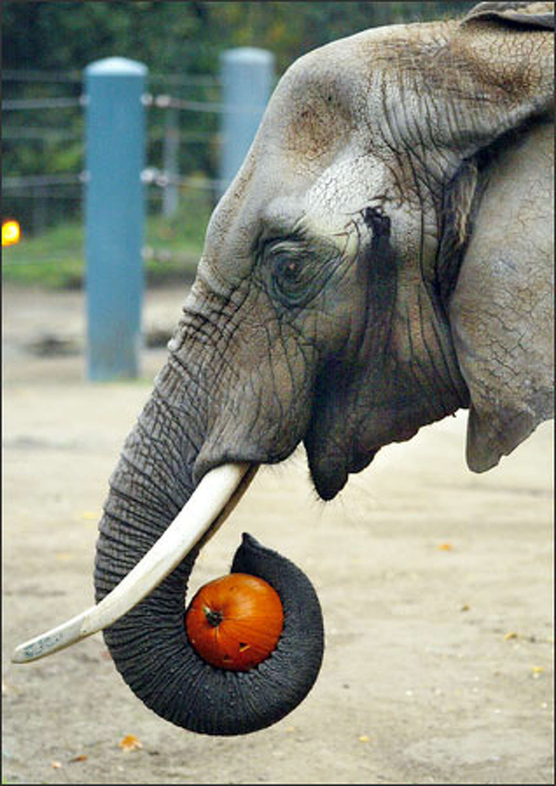 Elephant conditions at Woodland Park Zoo to get public review