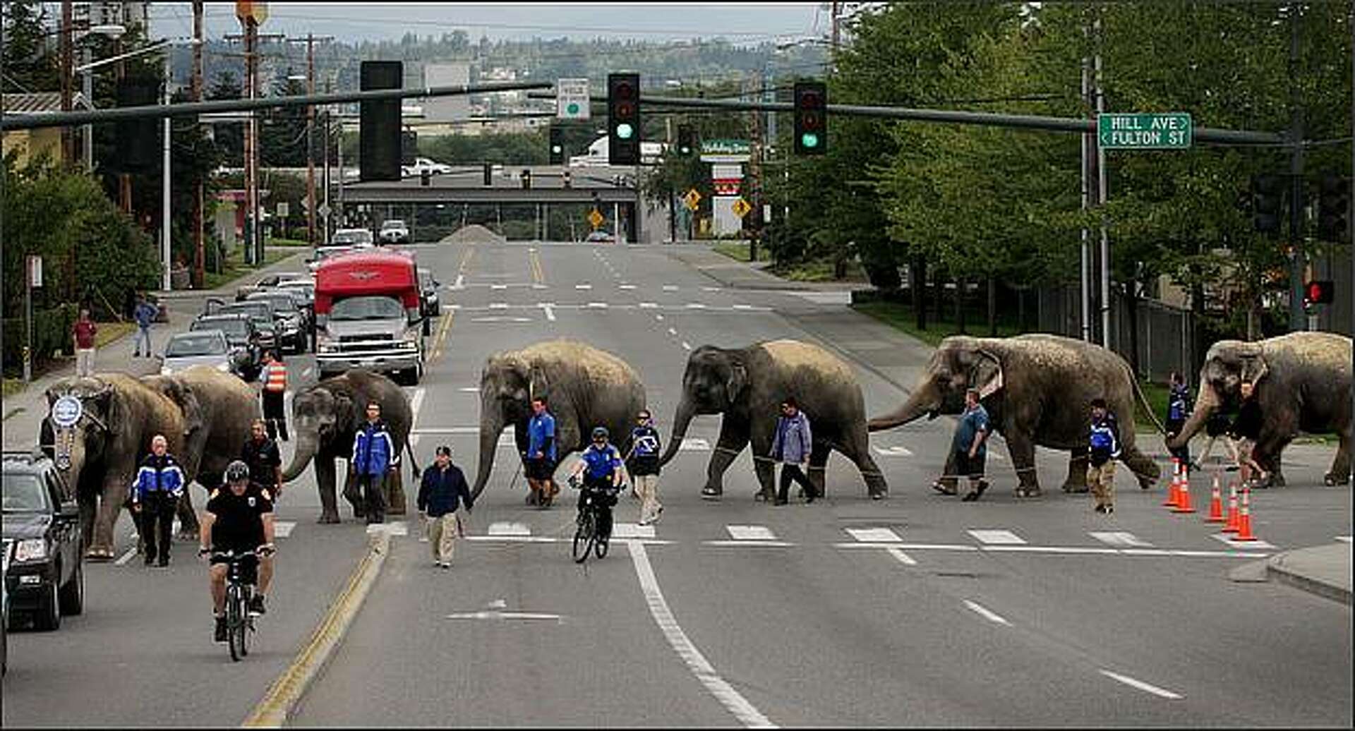 110 years ago: Elephant escapes, runs wild through amusement park in ...