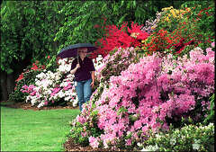 Breathtaking blooms: 7 Seattle spots to see spring blossoms