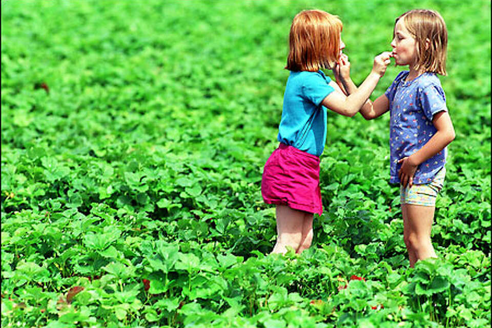 12 U-pick Washington berry farms to visit this summer