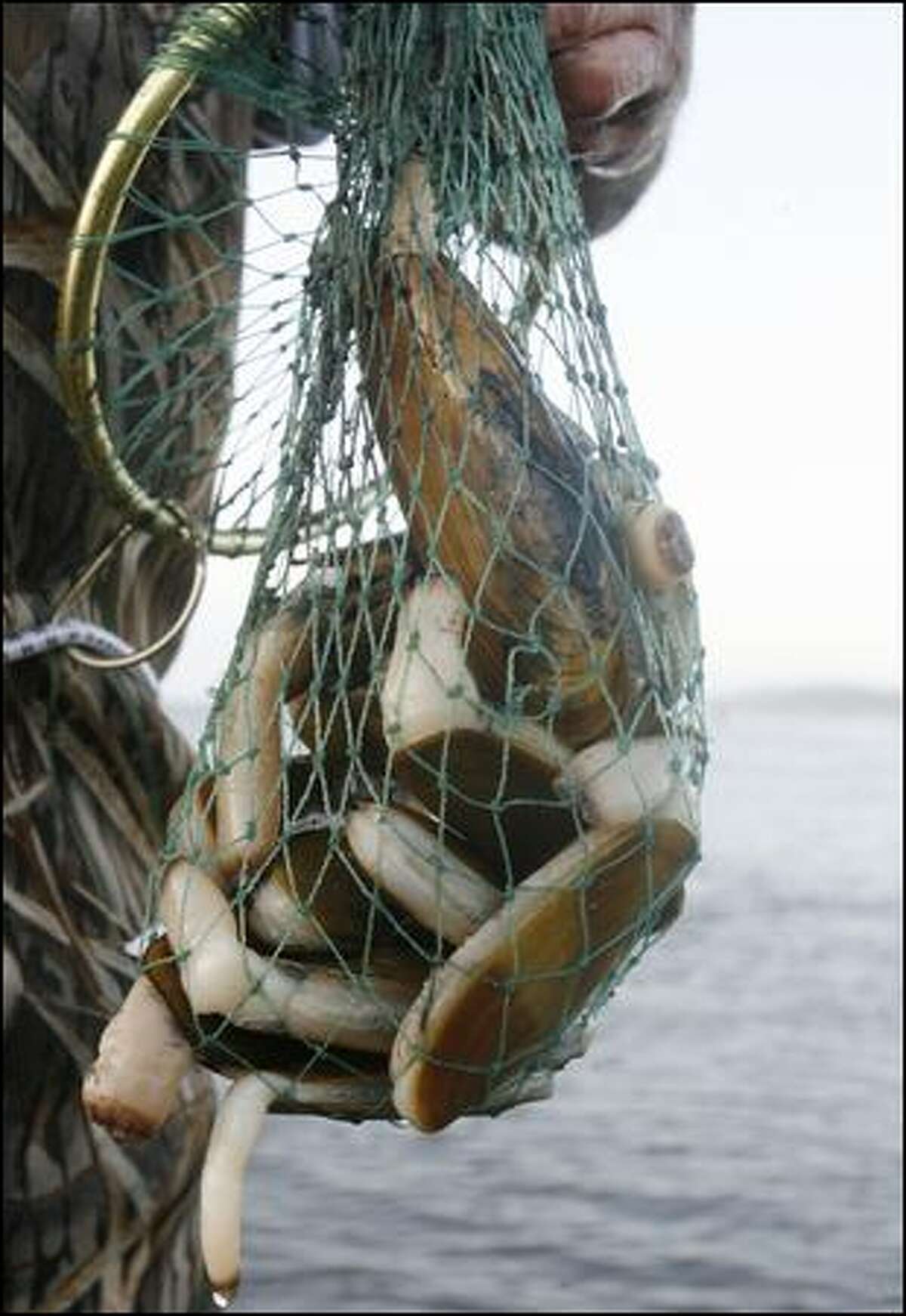 Washington razor clam digs canceled until December due to marine toxins
