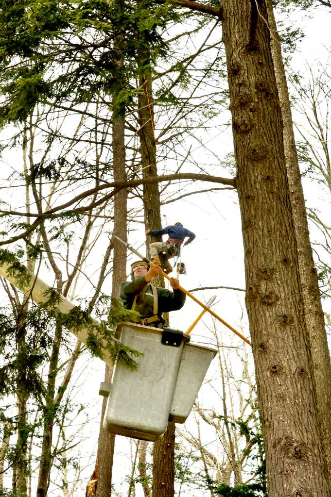 Sprucing up for Arbor Day at Danbury's Tarywile Park