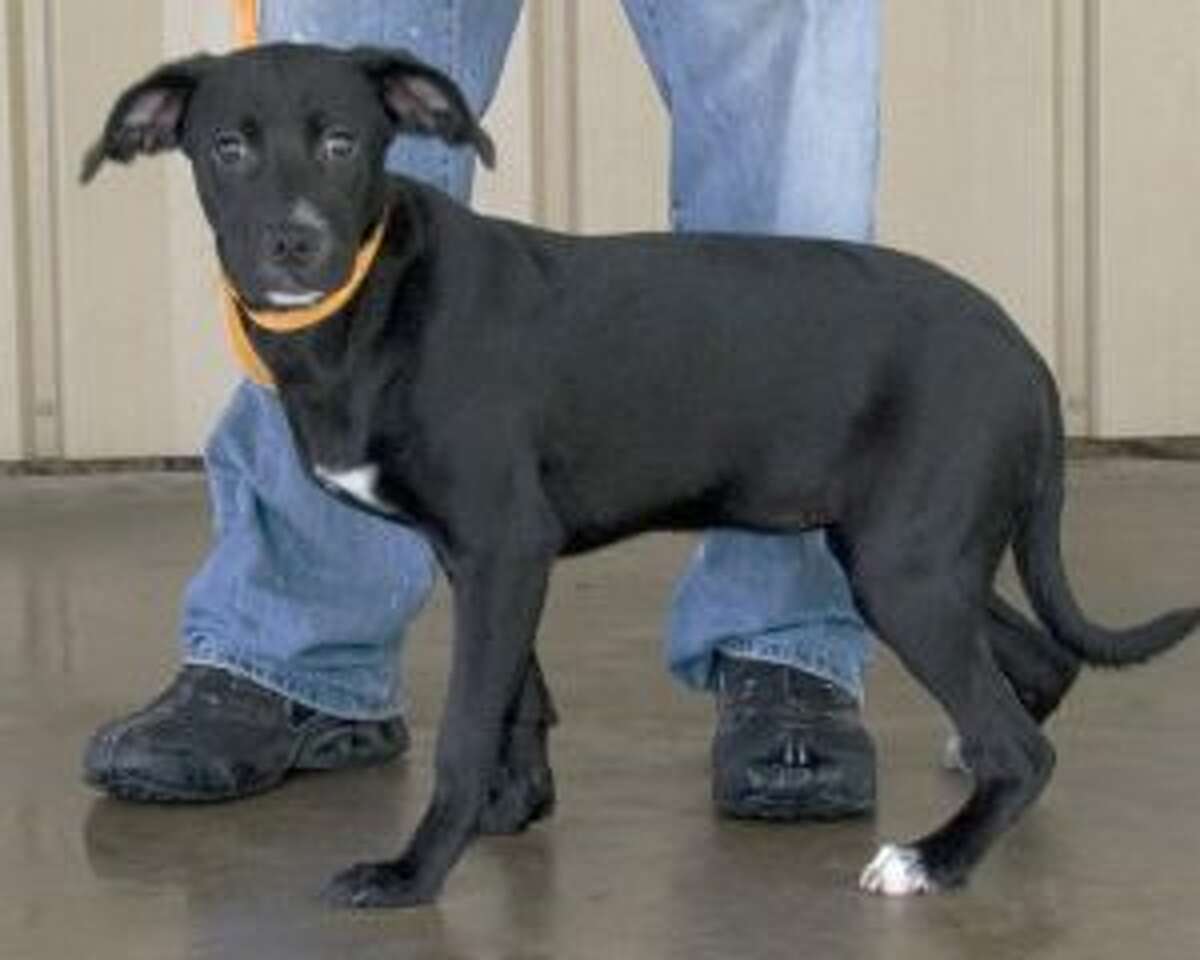 UPDATED: Adoptable dogs in Beaumont