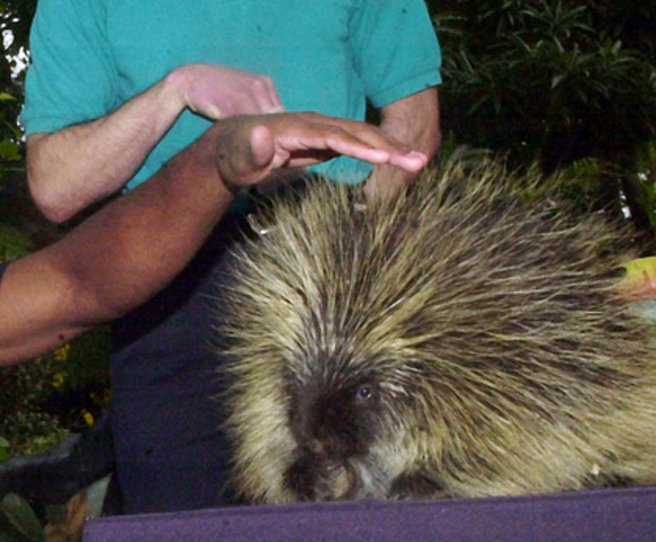 Porcupine attacks on the rise in Central Texas