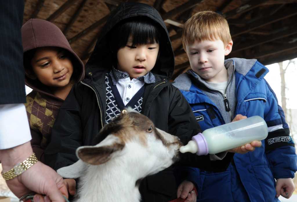 Newborn goats visit Bradley School