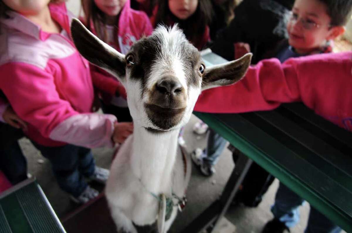 Newborn goats visit Bradley School