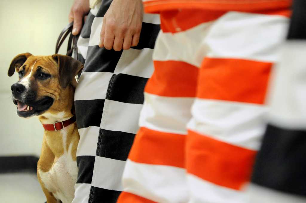Inmates, dogs learning together
