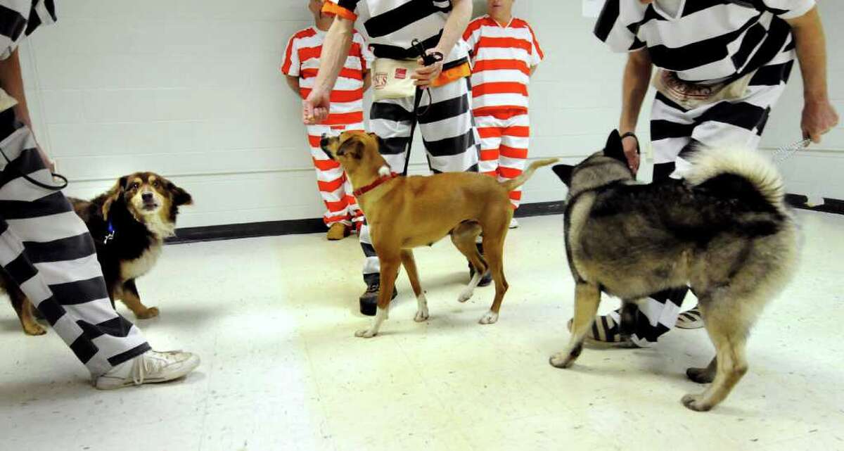 Inmates, dogs learning together