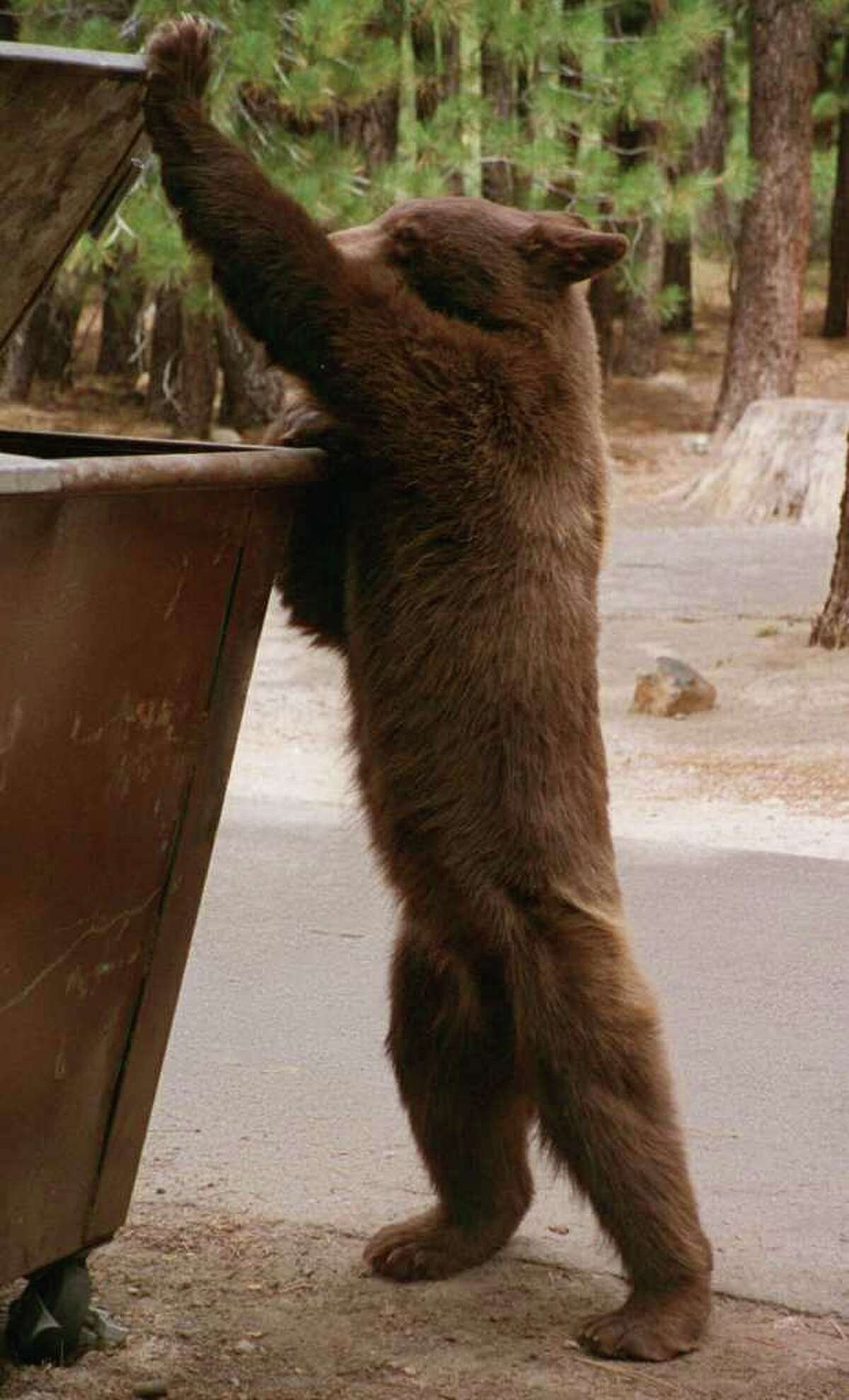 Attack victim: Spare the bear
