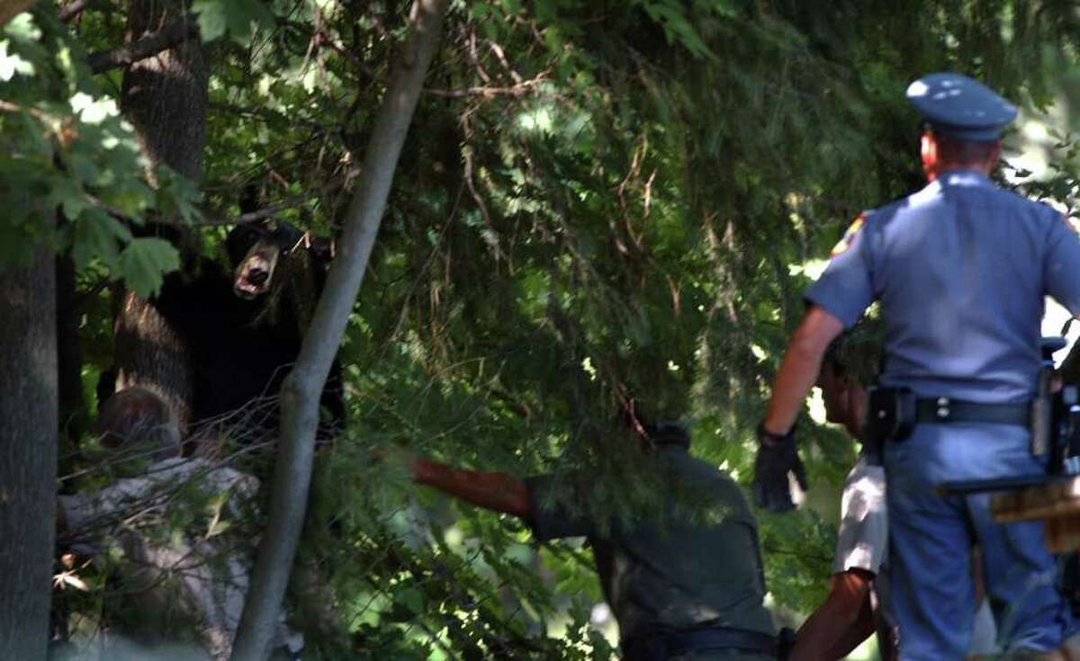 Attack victim: Spare the bear