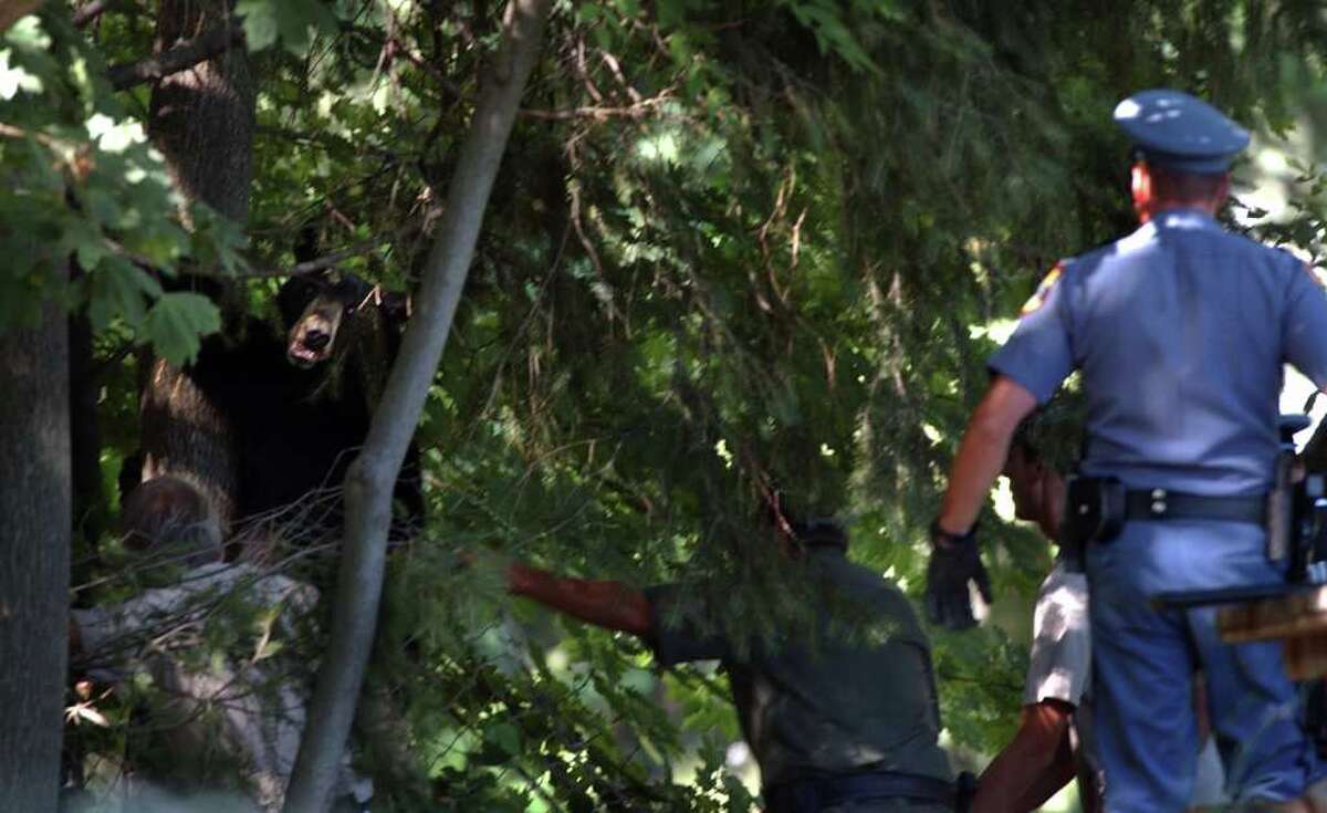 Attack victim: Spare the bear