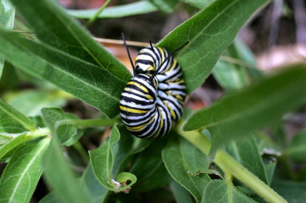 Attack insects before they harm plants