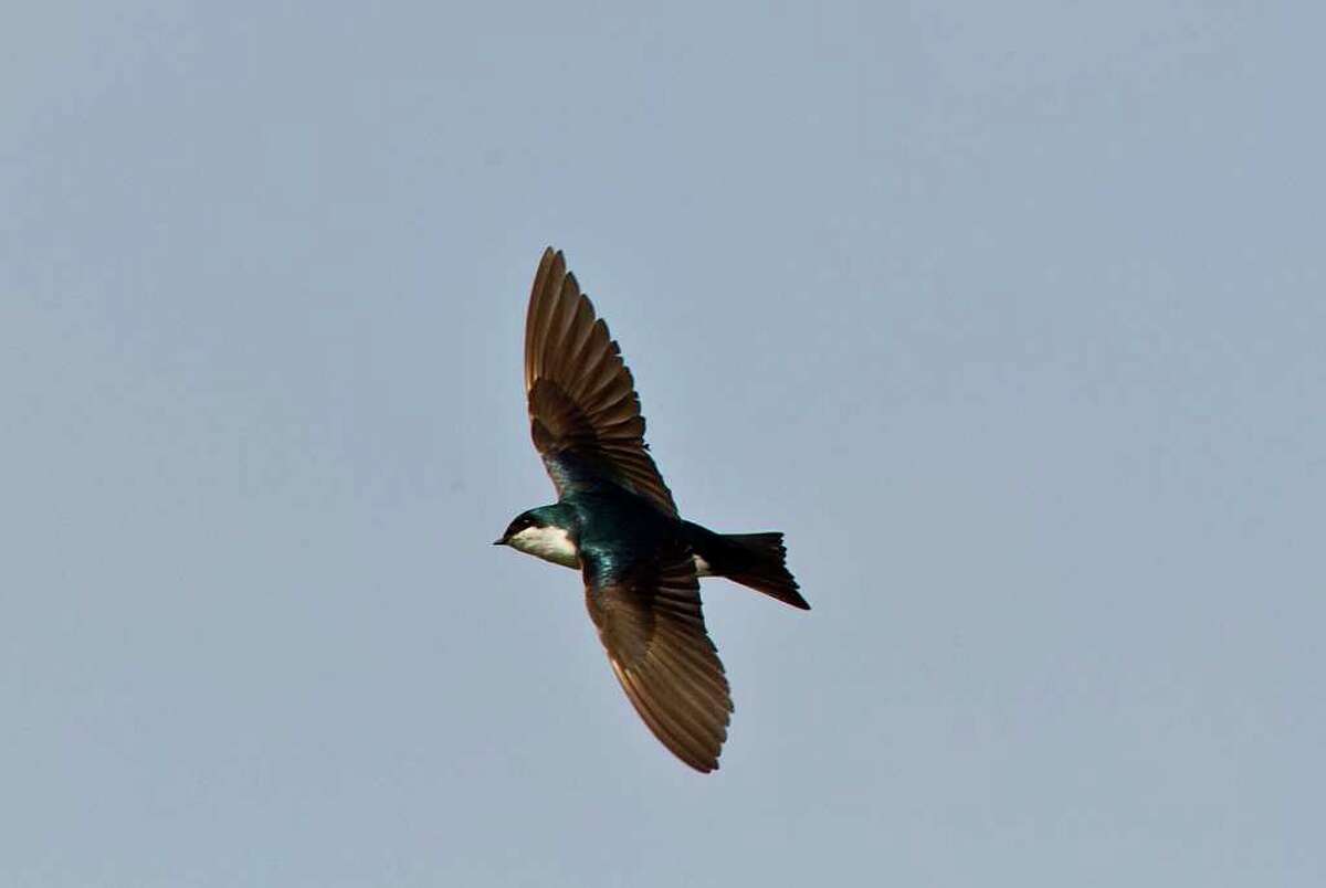 Migration brings thousands of swallows to CT