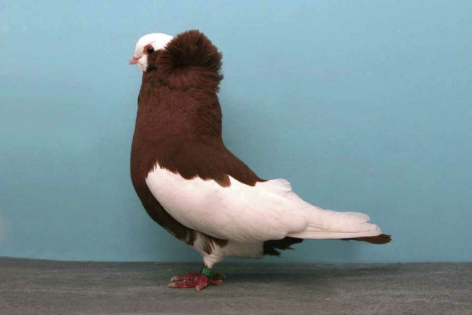 2010 Grand National Pigeon Show champions