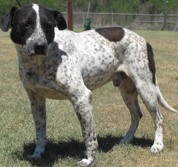 Pet Project: Happy dogs would be happier with homes