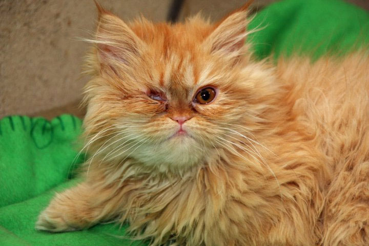 Six-month old cat fights for her life