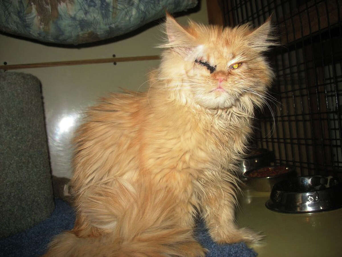 Six-month old cat fights for her life