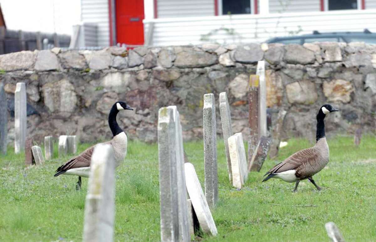 Volunteers combat geese in Earth Day project