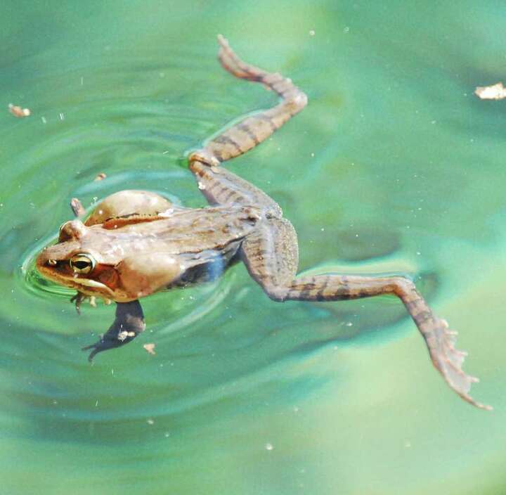 Wood frogs hop into spring song