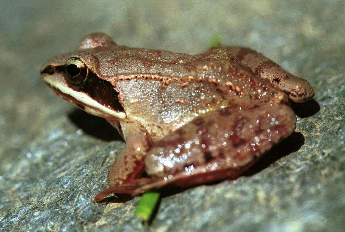 Wood frogs hop into spring song