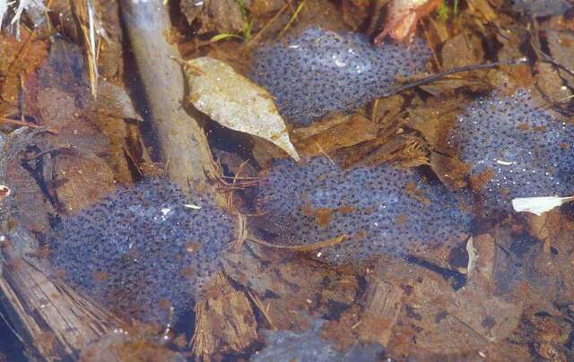 Wood frogs hop into spring song