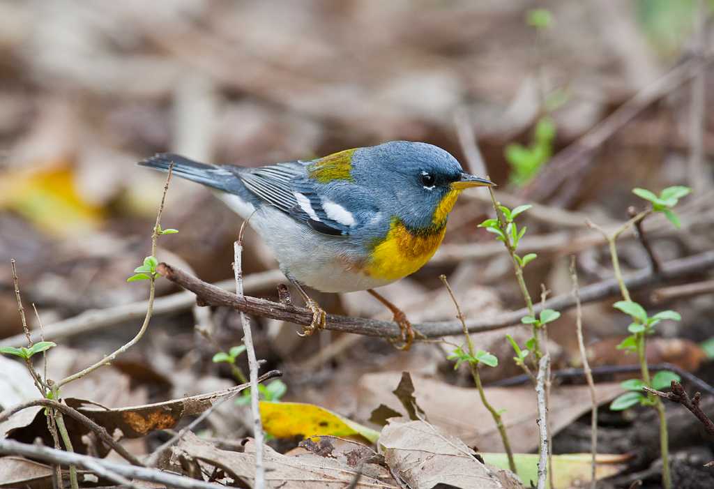 Small birds are welcome visitors