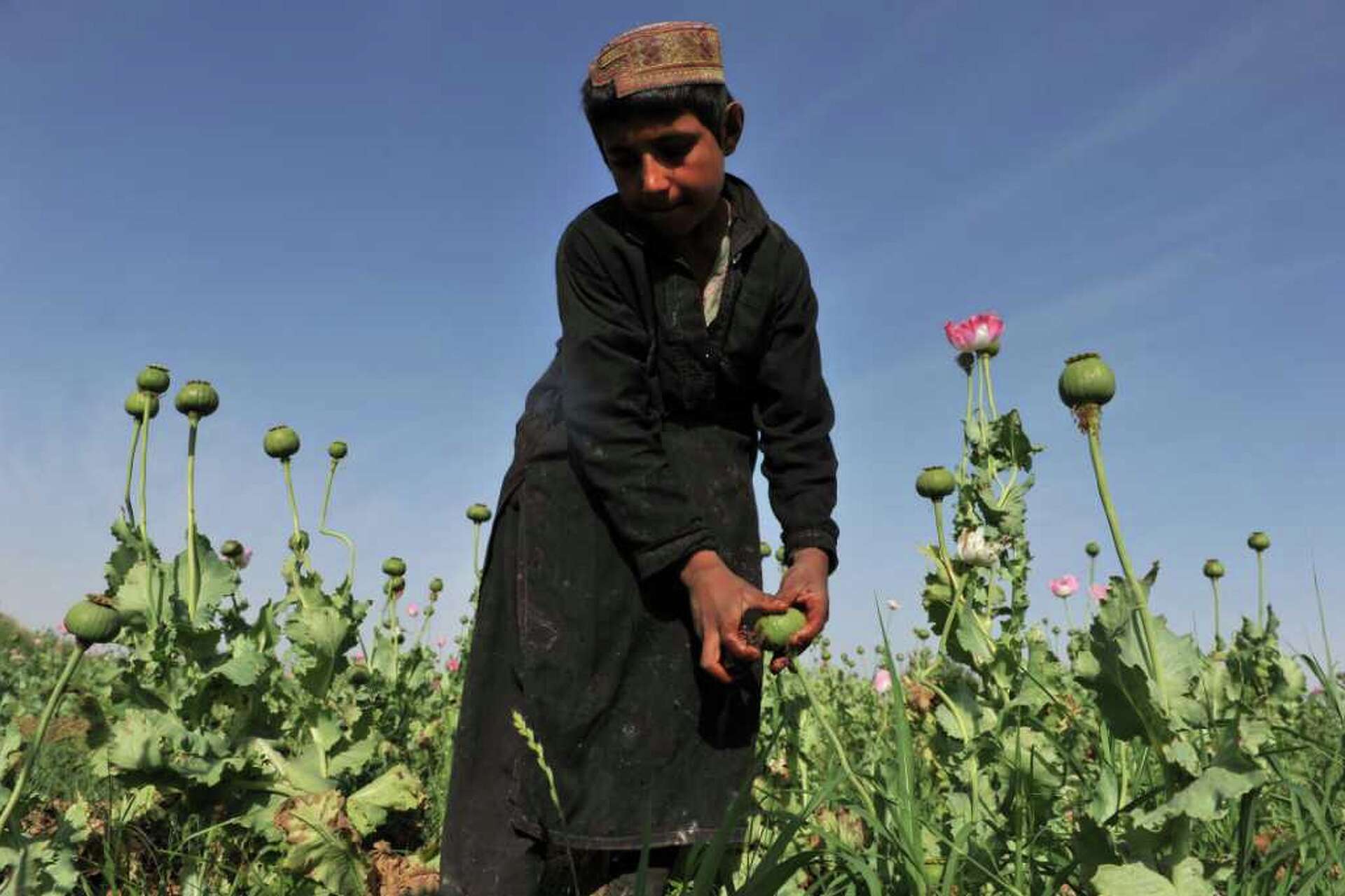 Poppy seeds trip drug tests, but can they get you high?