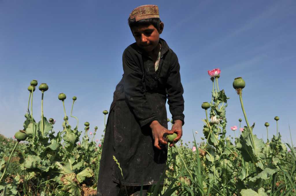 Poppy seeds trip drug tests, but can they get you high?