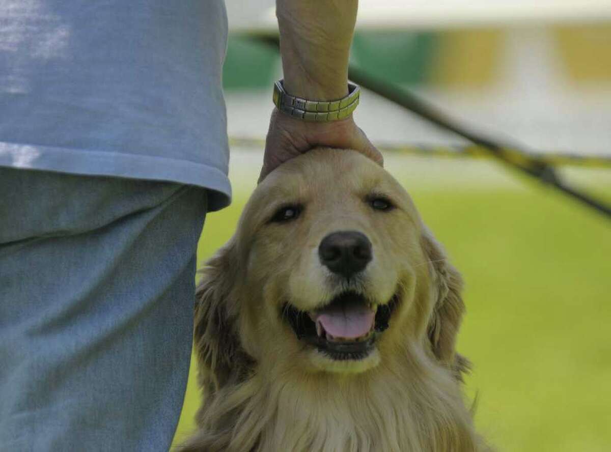 Photos: Dog show