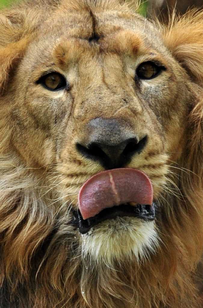 Amazing Animals (5/12/2011)