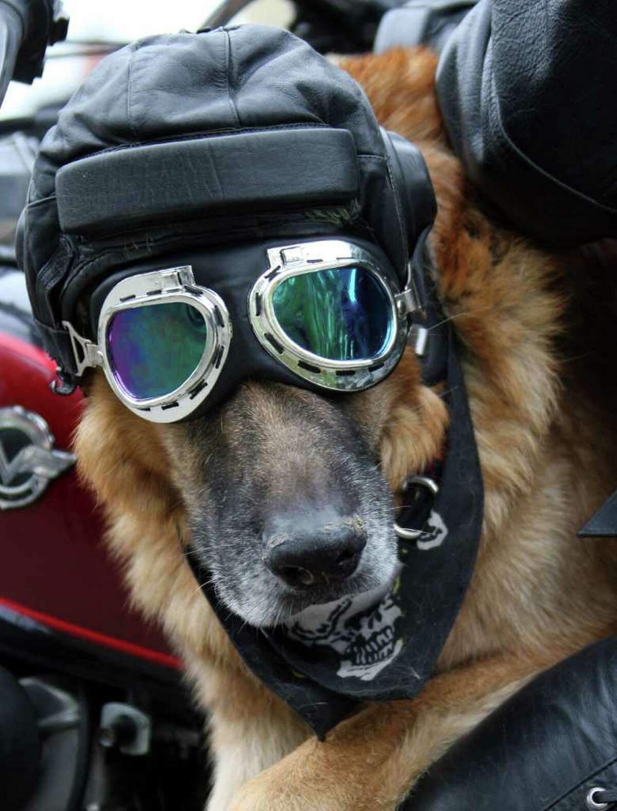 Amazing Animals (5/12/2011)