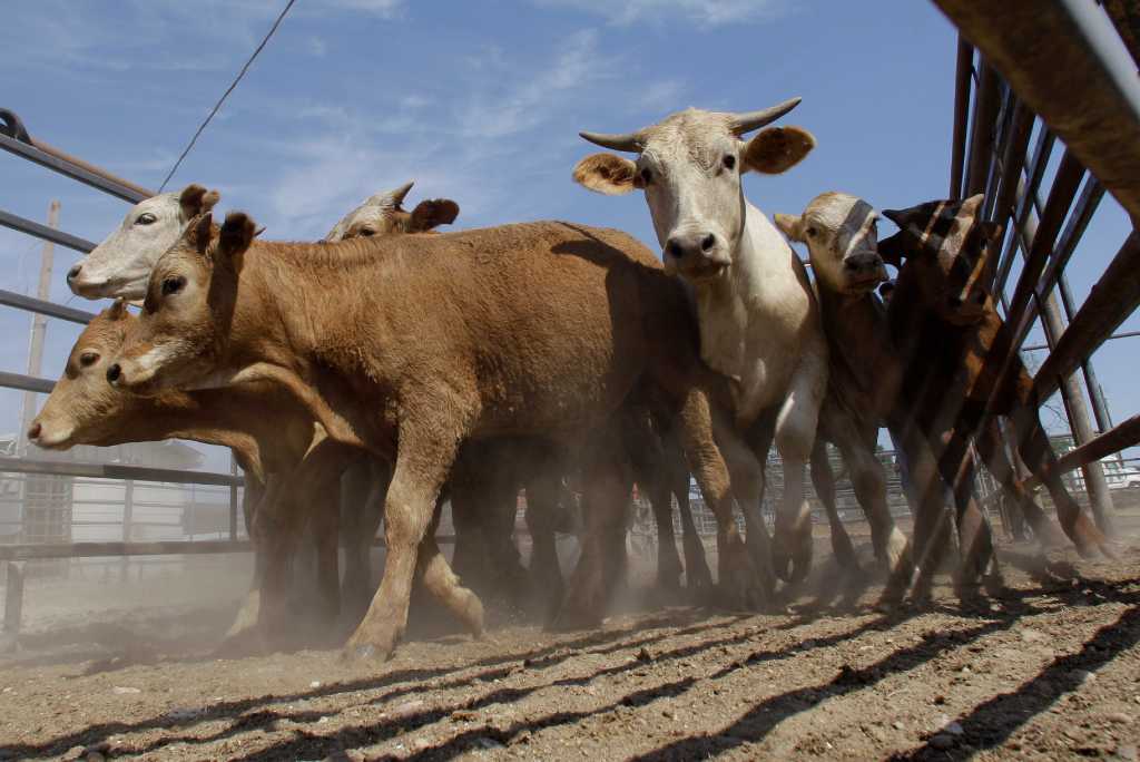AgriLife webinar to address growing screwworm concerns