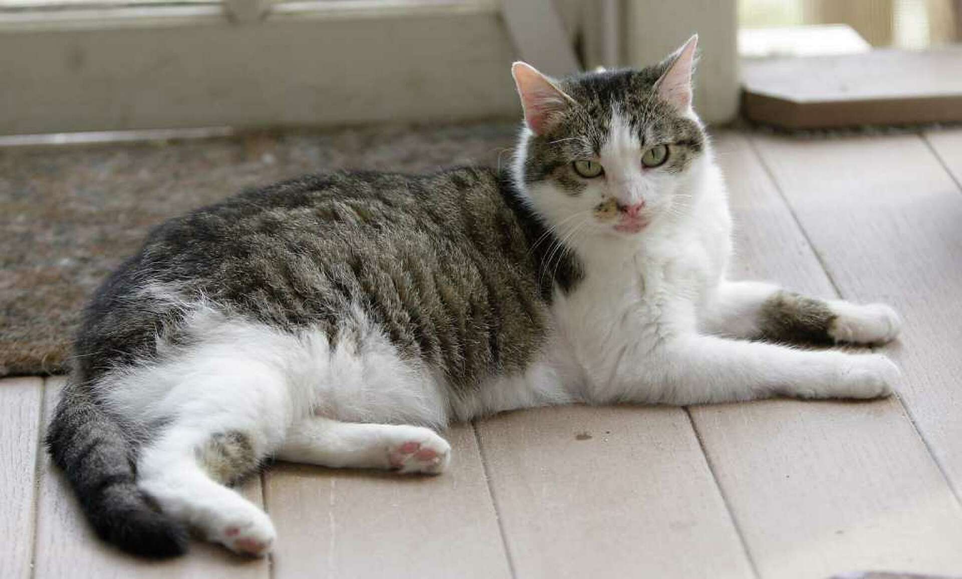 World's first cloned cat still lives happily in College Station