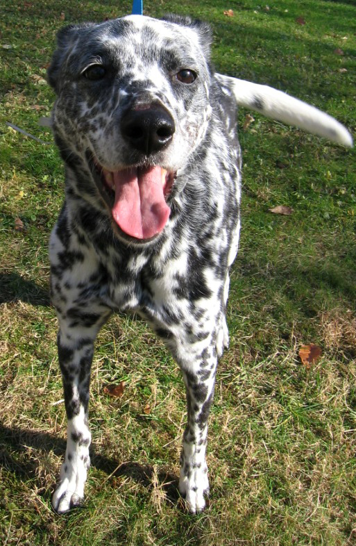 Pets up for adoption at Save Our Strays