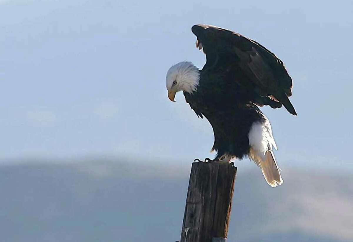 From Beaumont's federal court to an LA zoo: Tina and Jewel are living it up