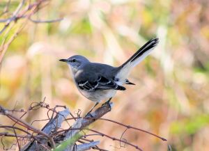 Know your state symbols, and more