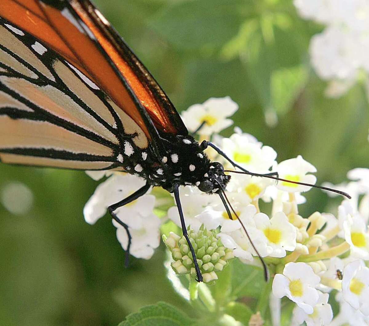 Know your state symbols, and more