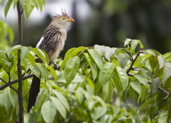 A renewed Rainforest Pyramid at Moody Gardens