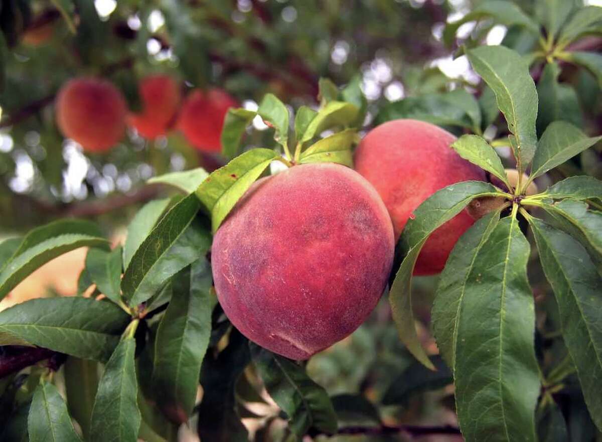 Growing peaches on a backyard tree isn't as tough as it seems