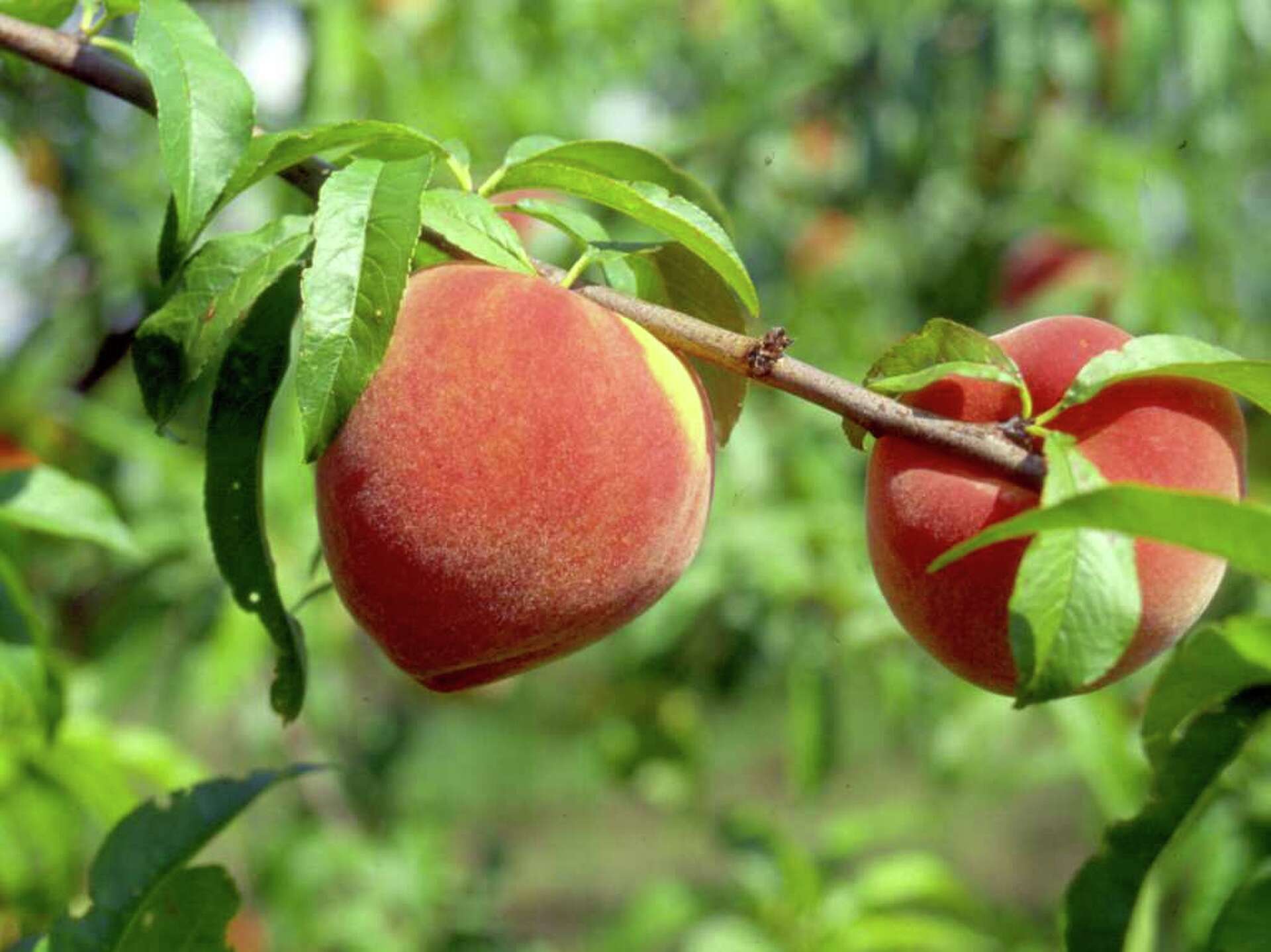 Growing peaches on a backyard tree isn't as tough as it seems