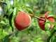 Growing peaches on a backyard tree isn't as tough as it seems