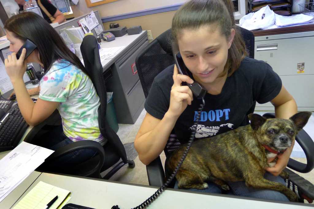 'Storm dogs' are fitting in