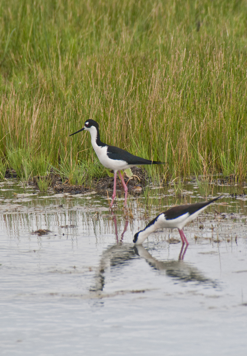 72 Hours or Less: Fennessey Ranch