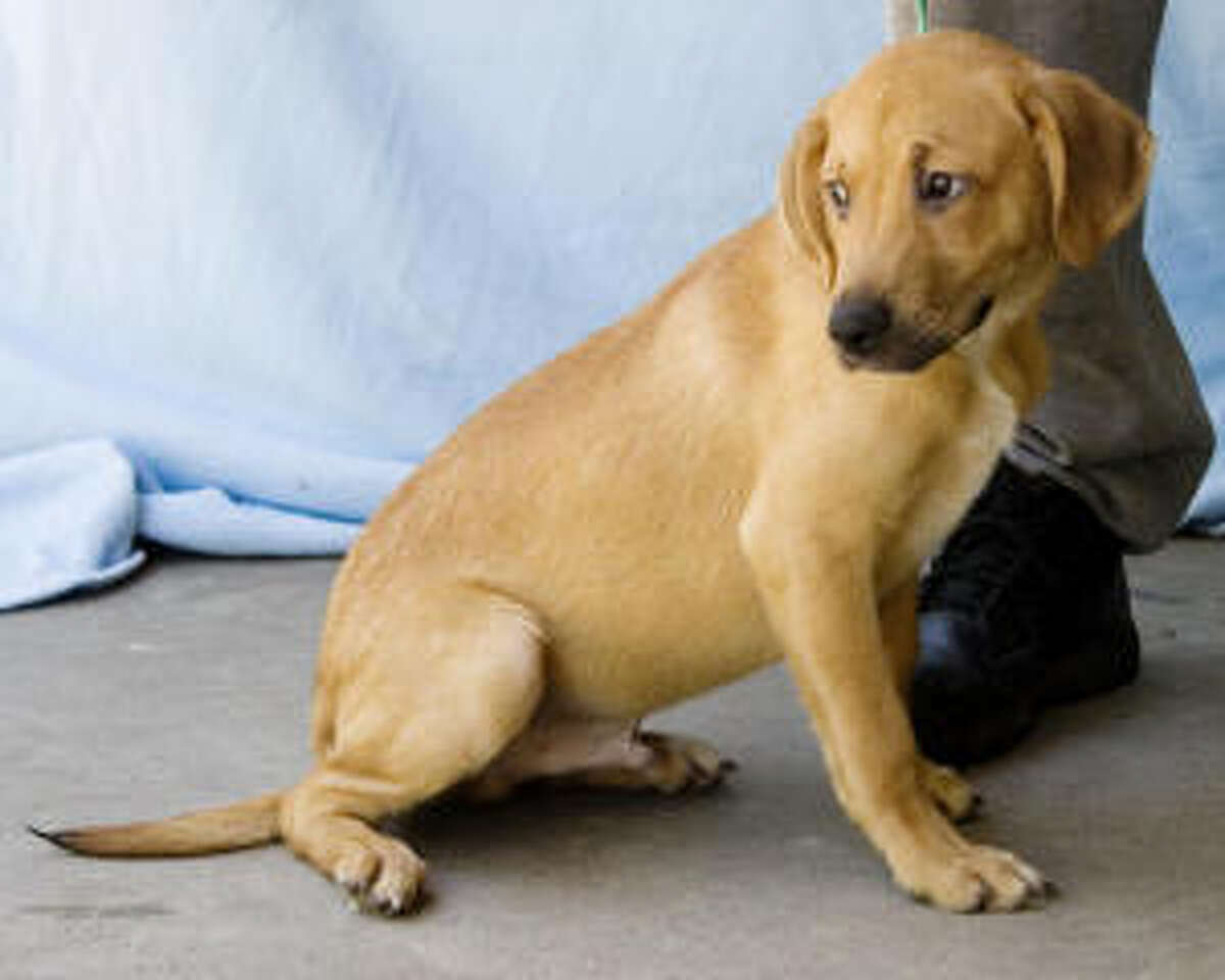 UPDATED: Adoptable dogs in Beaumont