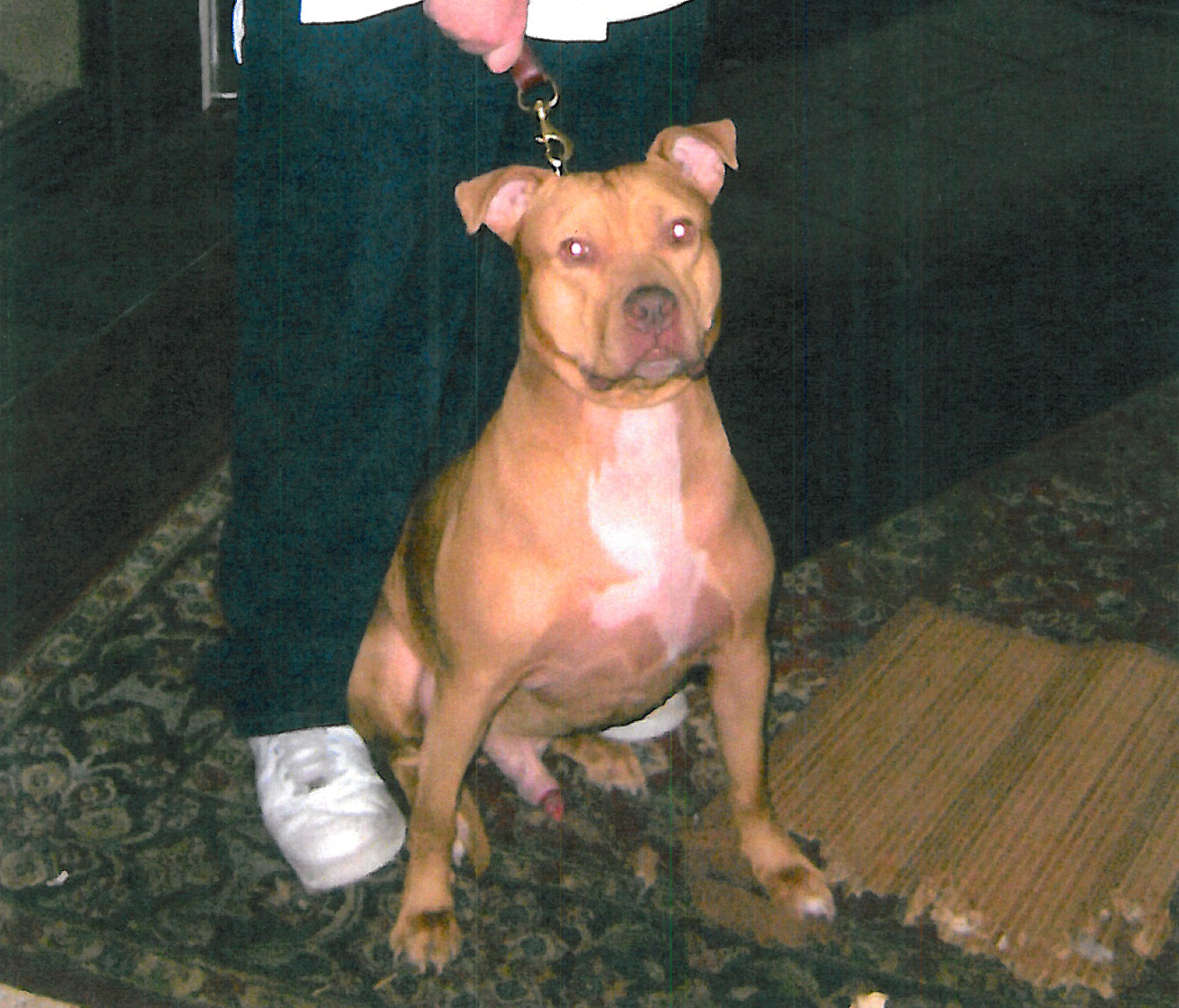 How did attacking pit bull escape death? With a lawyer, that's how