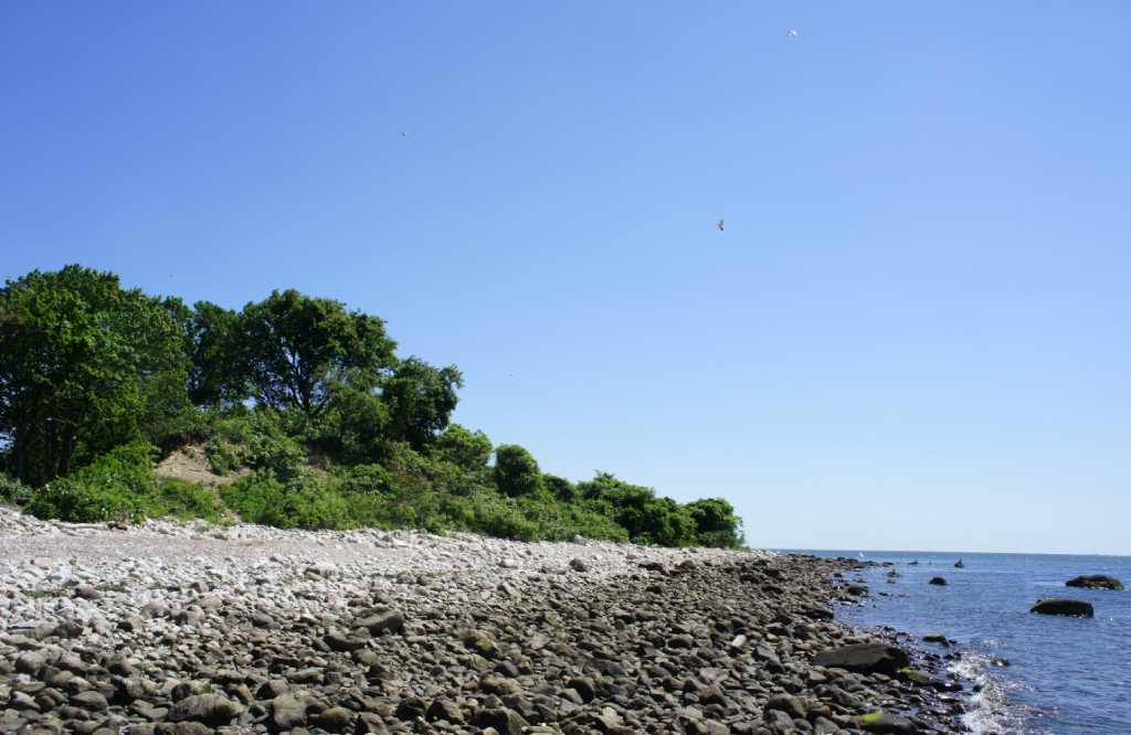 New bird conservation initiative takes flight on Cockenoe Island