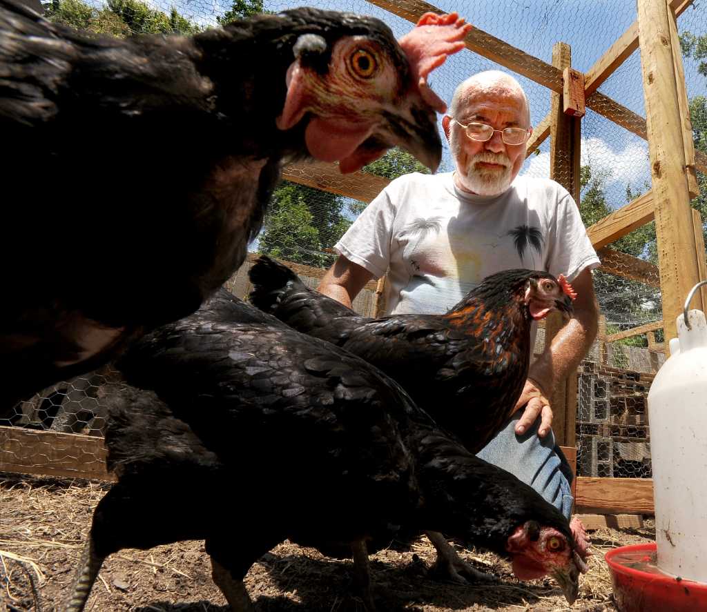 Drought puts a damper on Dan the Chicken Man's yard eggs